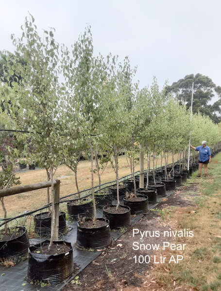 Stock List | Coordinated Plant Supplies & Rivett's Nursery